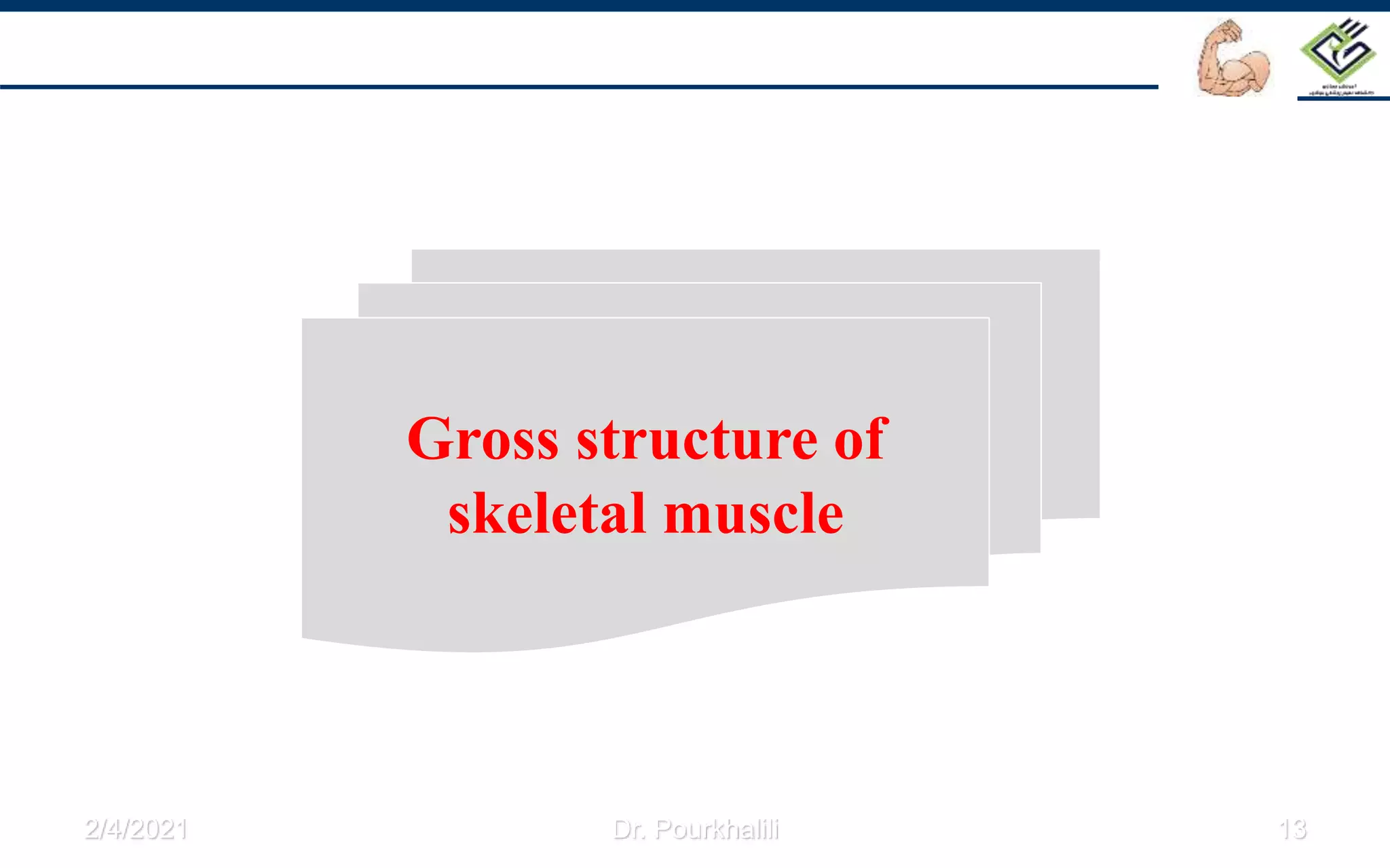 Muscle physiology skeletal muscle | PPT