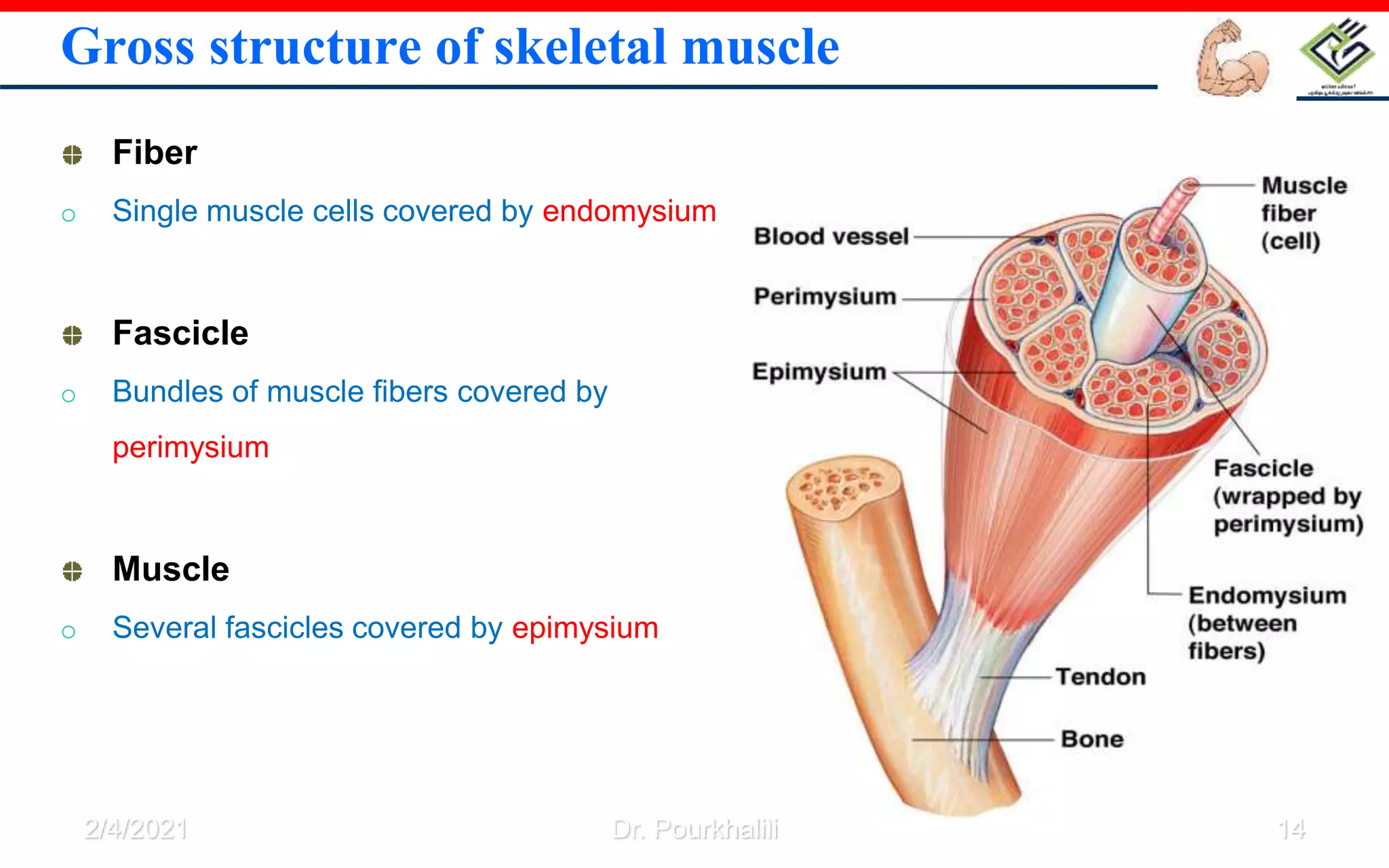Muscle physiology skeletal muscle | PPTX