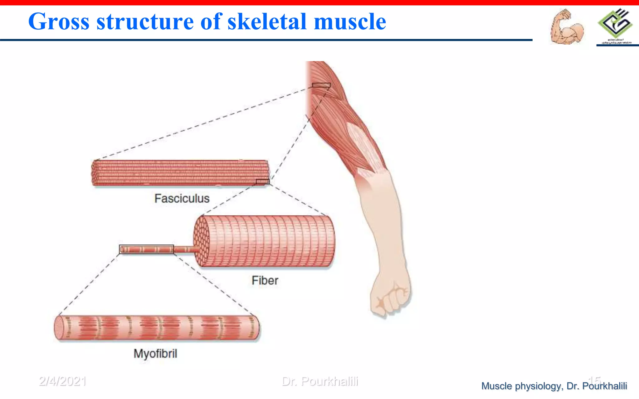 Muscle physiology skeletal muscle | PPT