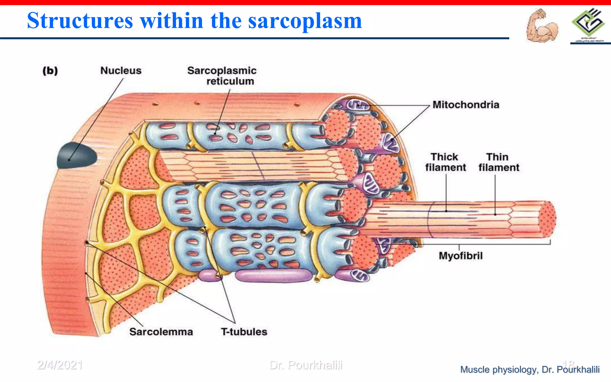 Muscle physiology skeletal muscle | PPT