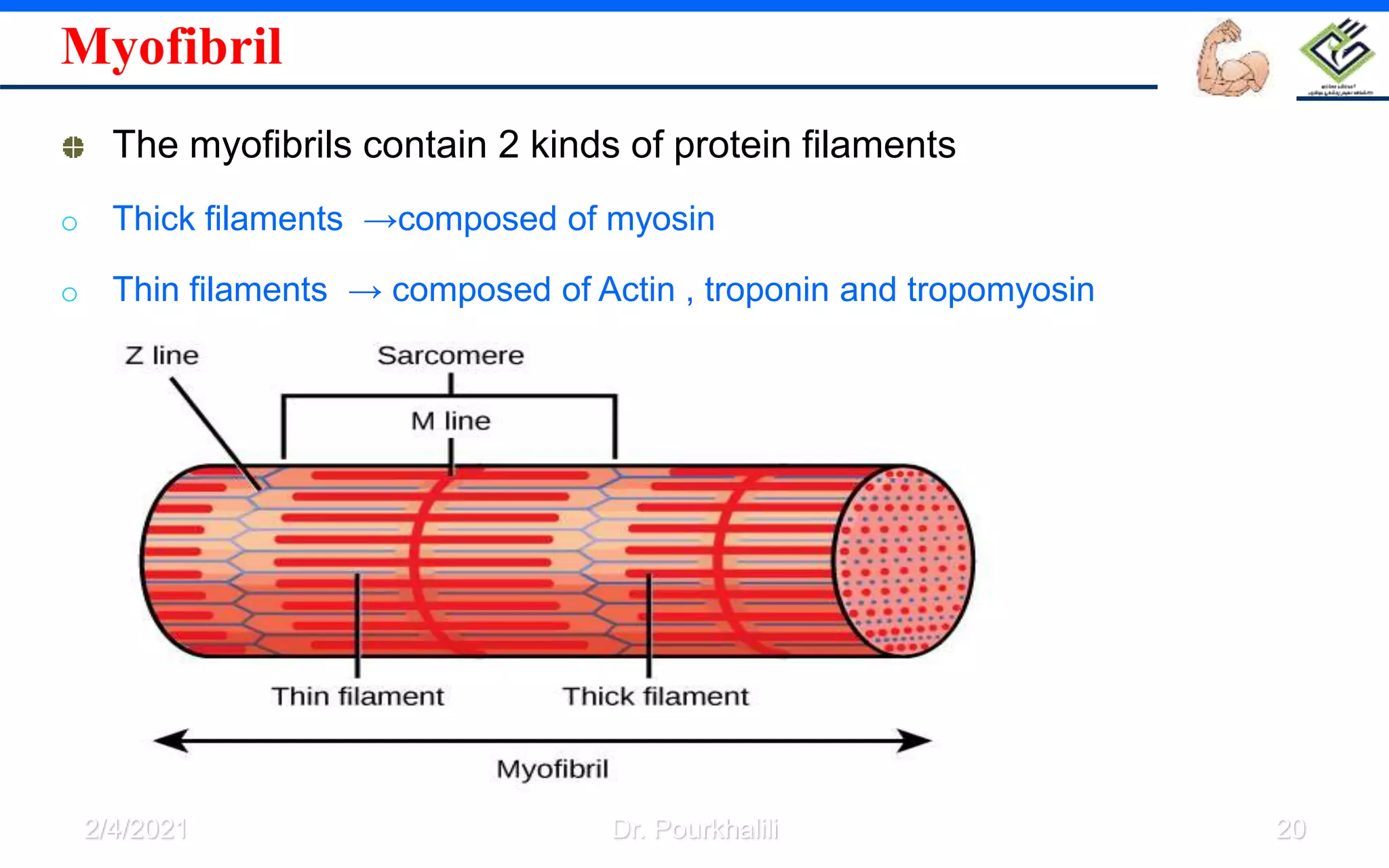 Muscle physiology skeletal muscle | PPTX