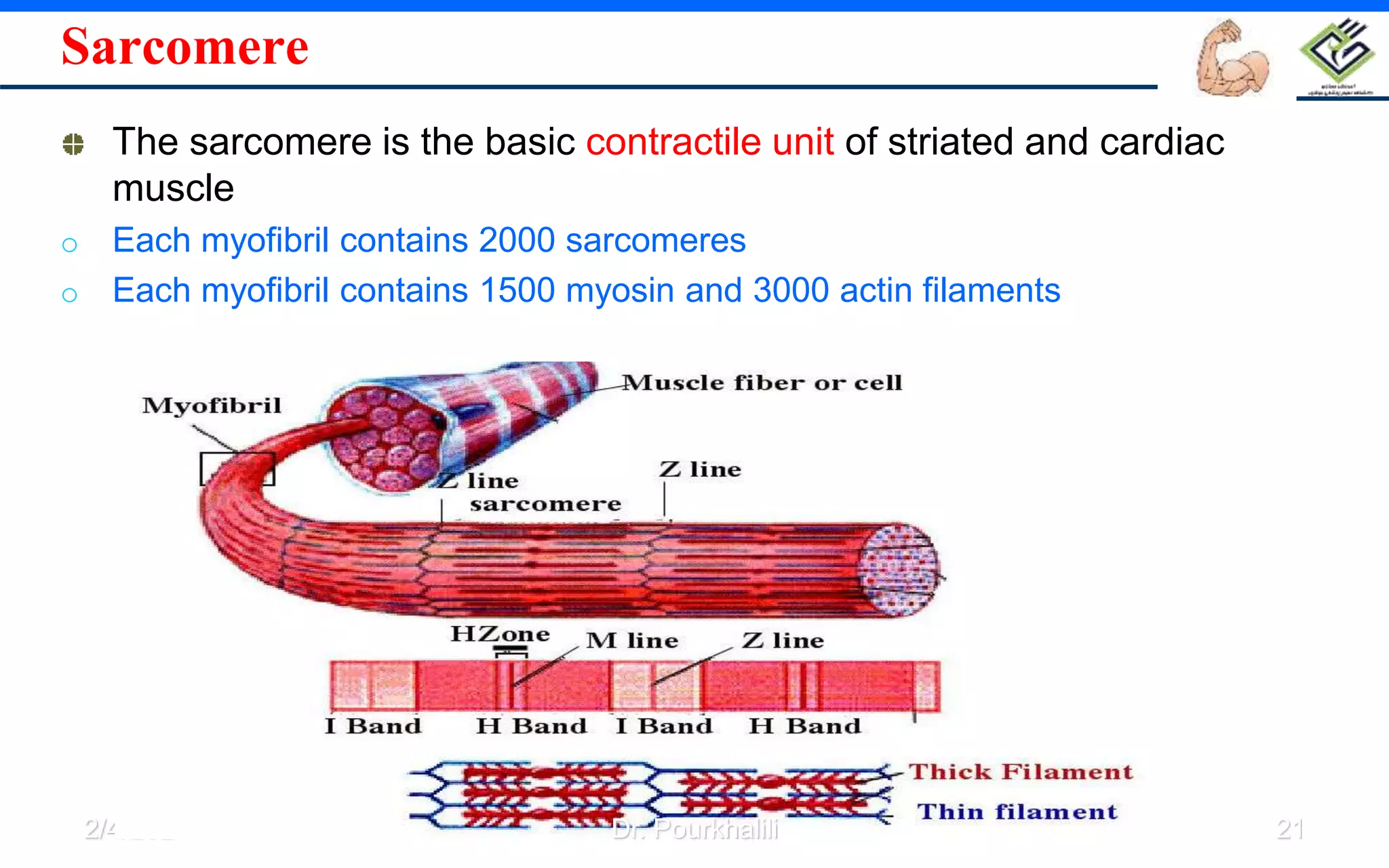 Muscle physiology skeletal muscle | PPT