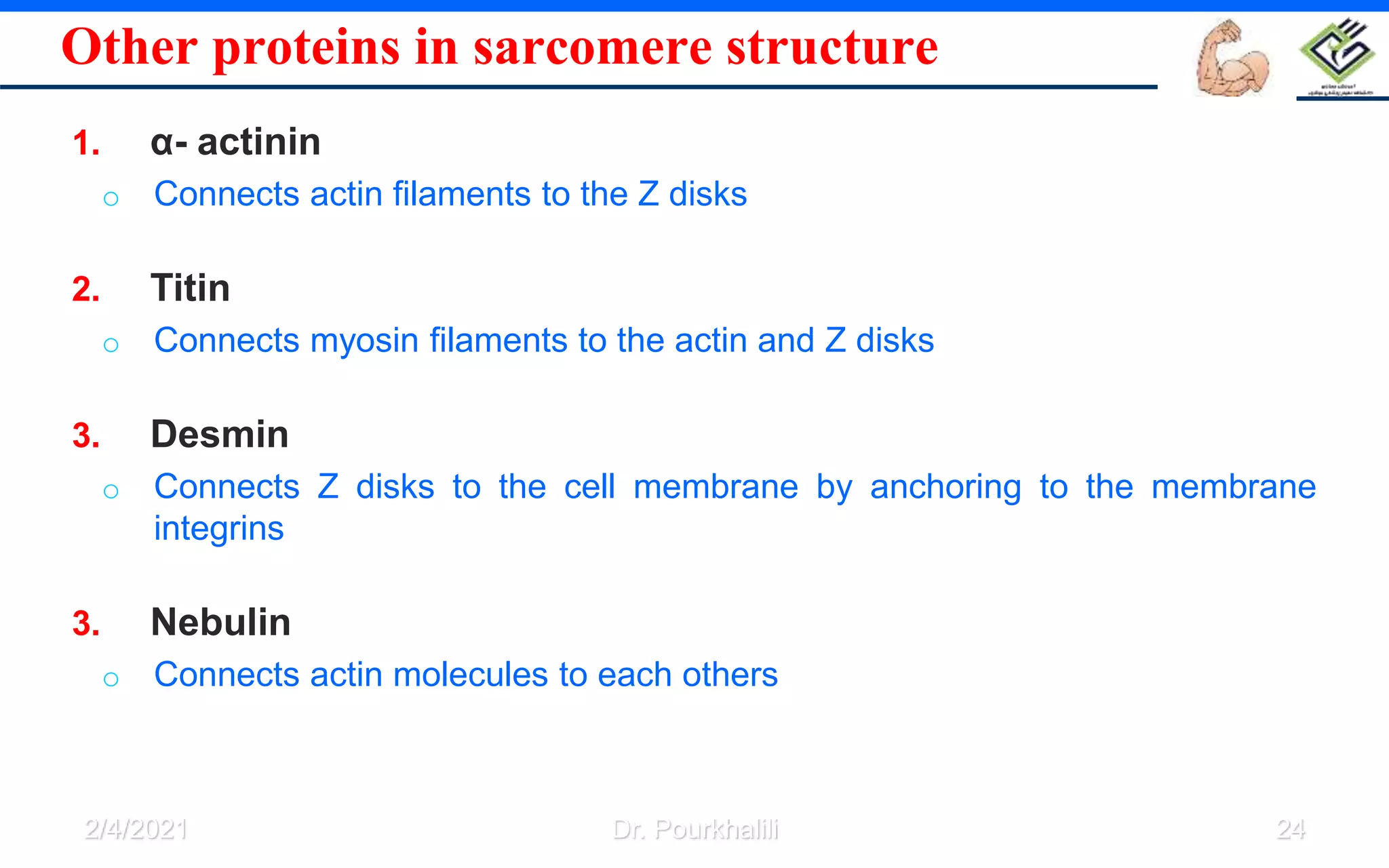 Muscle physiology skeletal muscle | PPTX