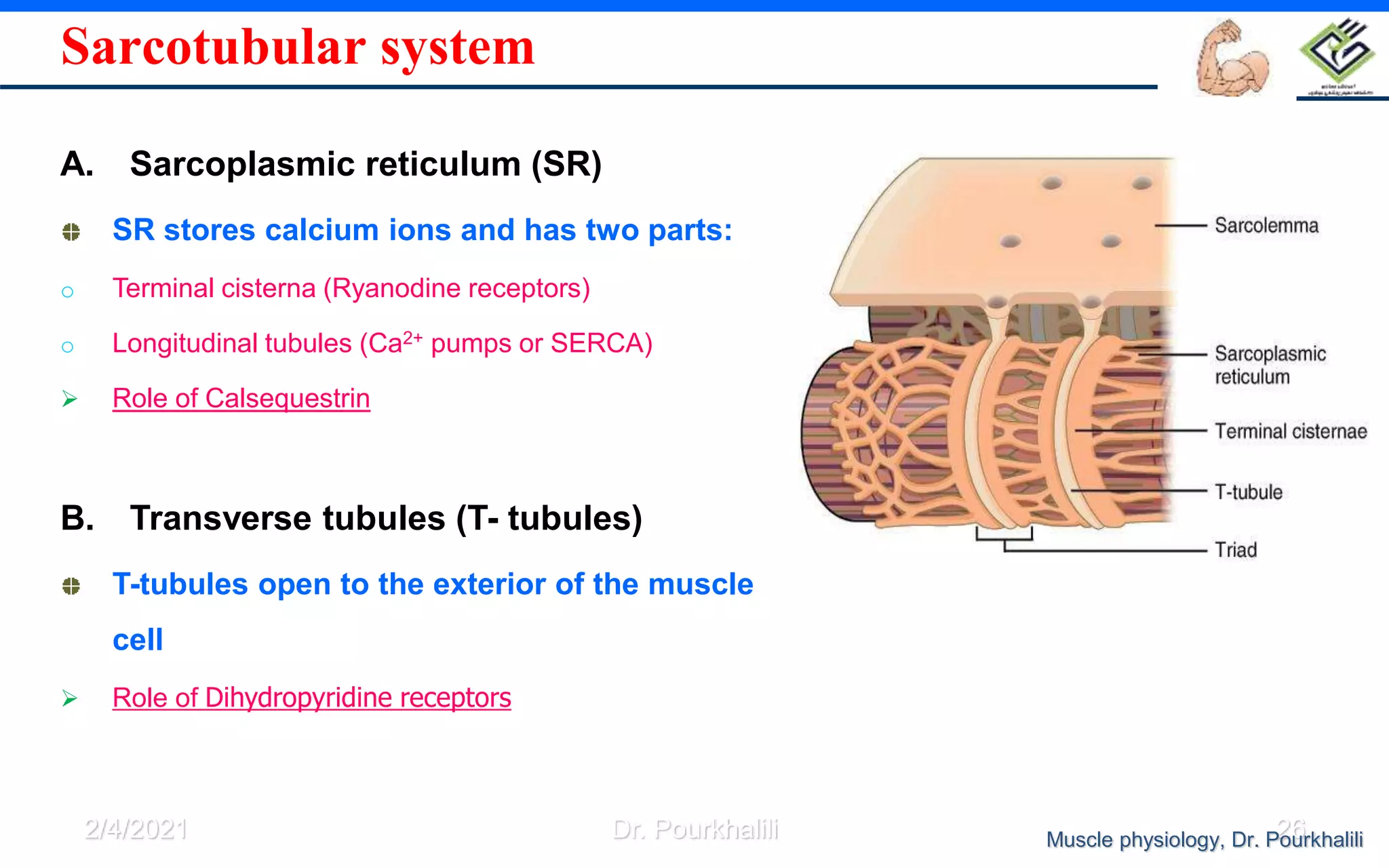 Muscle physiology skeletal muscle | PPTX