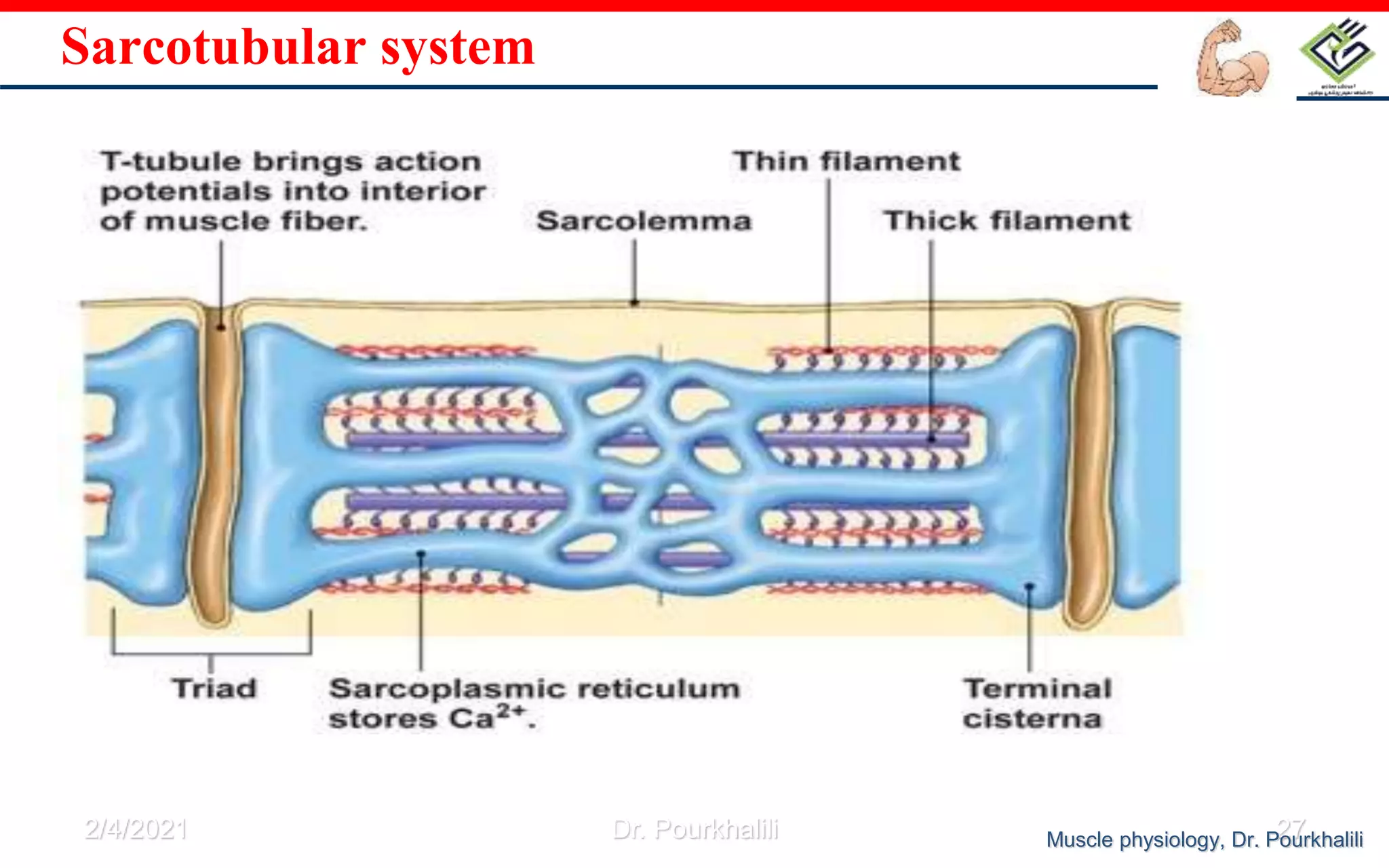 Muscle physiology skeletal muscle | PPTX