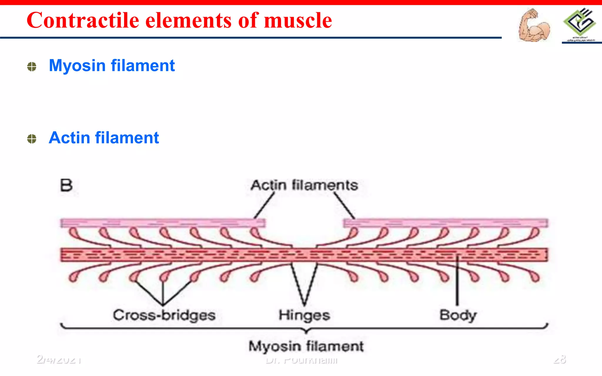 Muscle physiology skeletal muscle | PPTX
