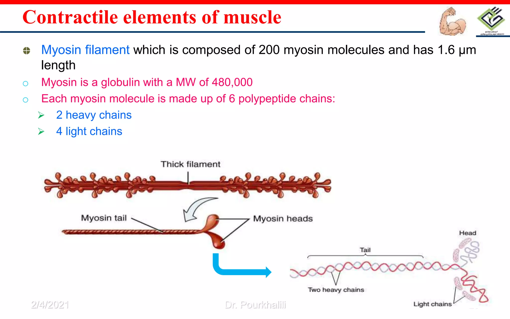 Muscle physiology skeletal muscle | PPTX