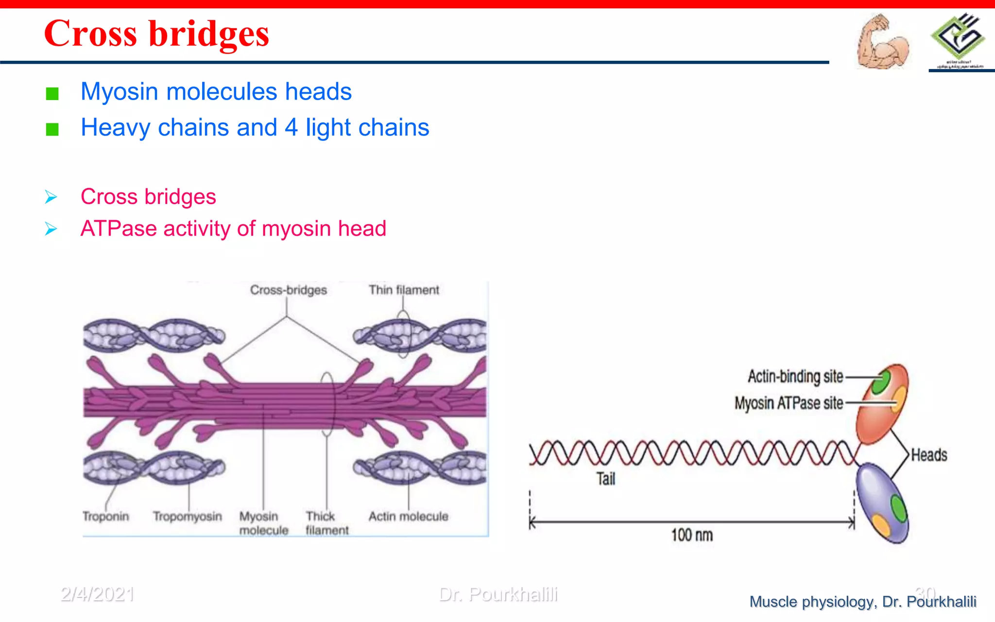 Muscle physiology skeletal muscle | PPT
