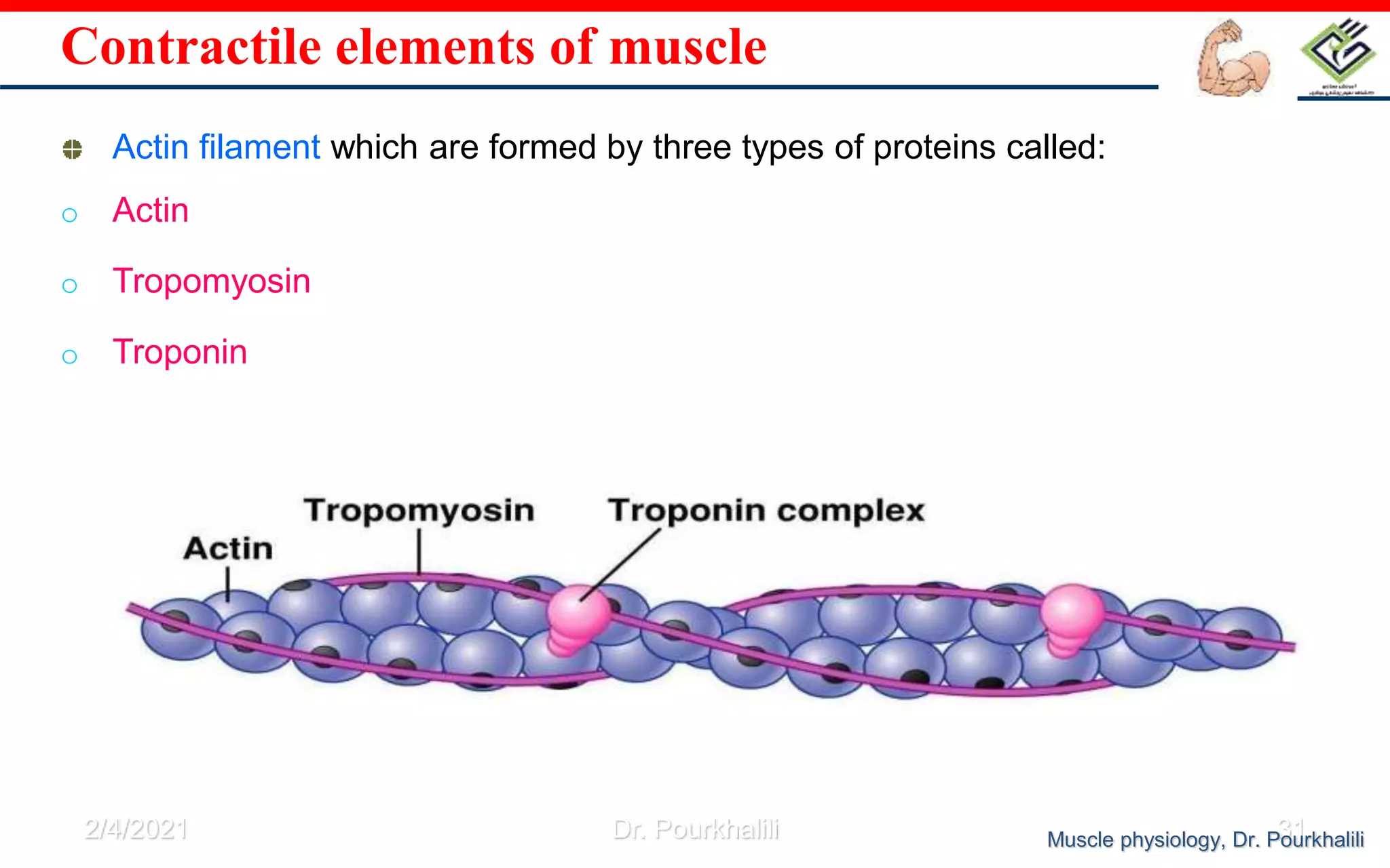 Muscle physiology skeletal muscle | PPTX