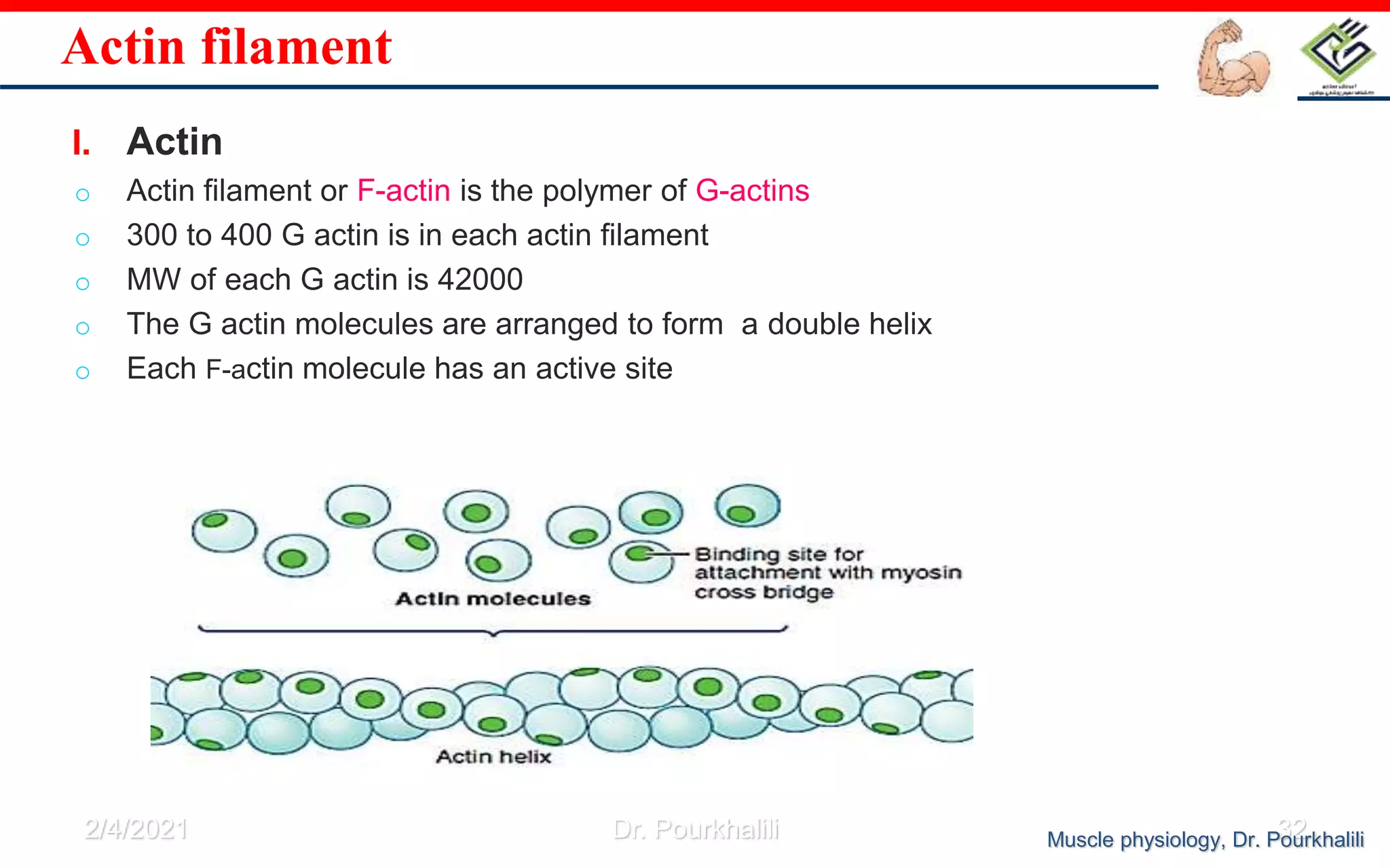 Muscle physiology skeletal muscle | PPTX