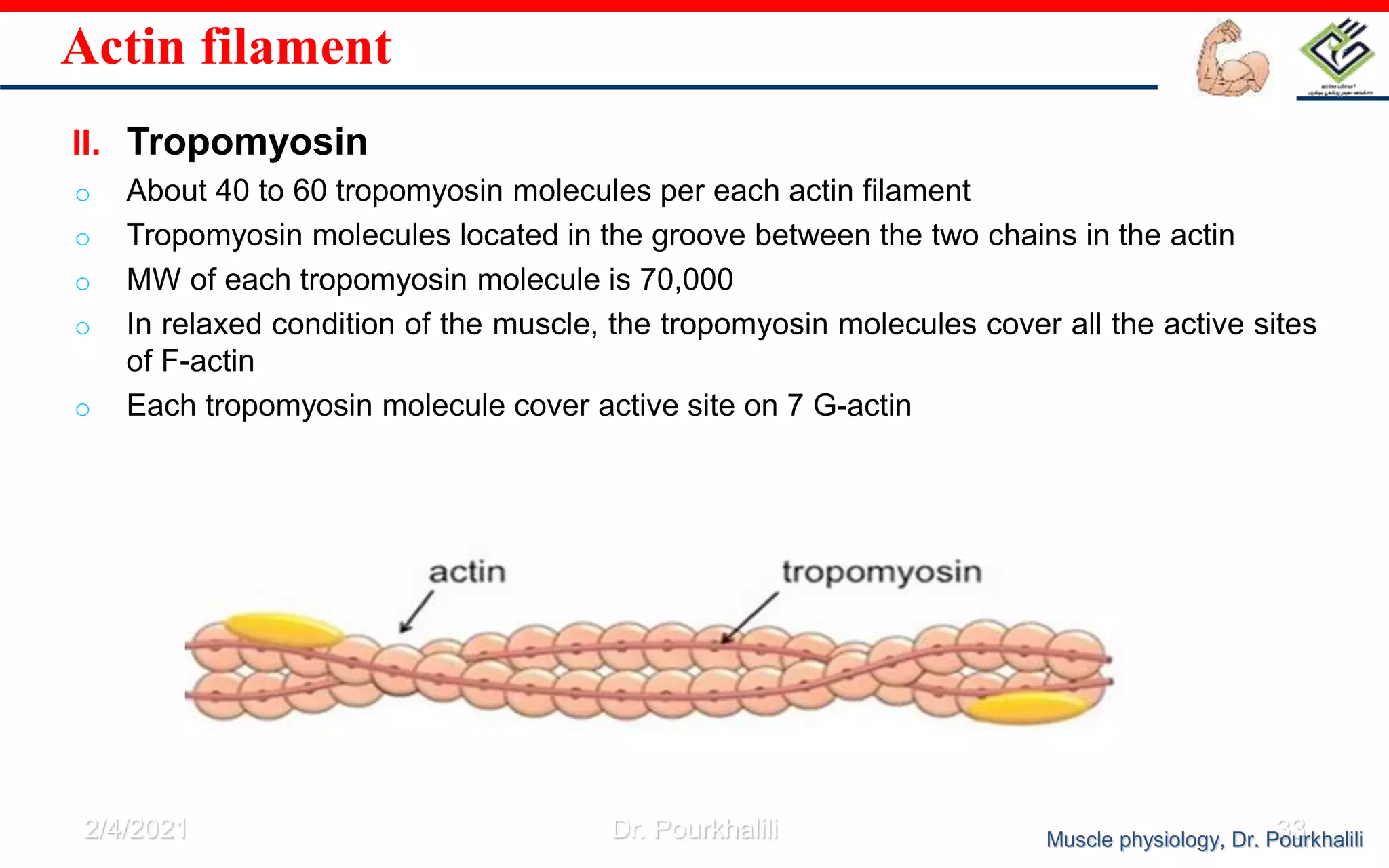 Muscle physiology skeletal muscle | PPTX