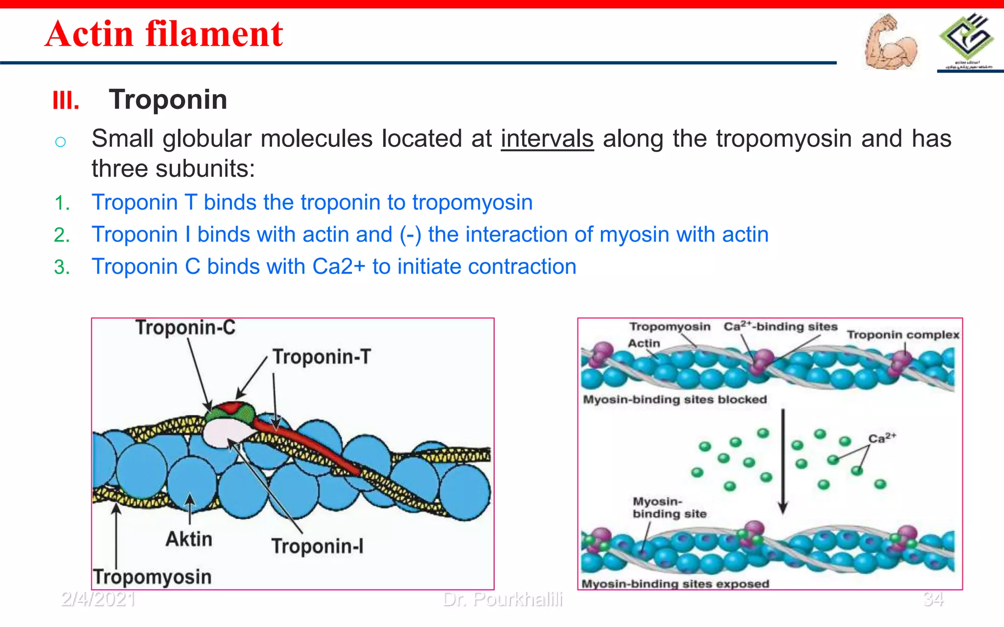 Muscle physiology skeletal muscle | PPTX