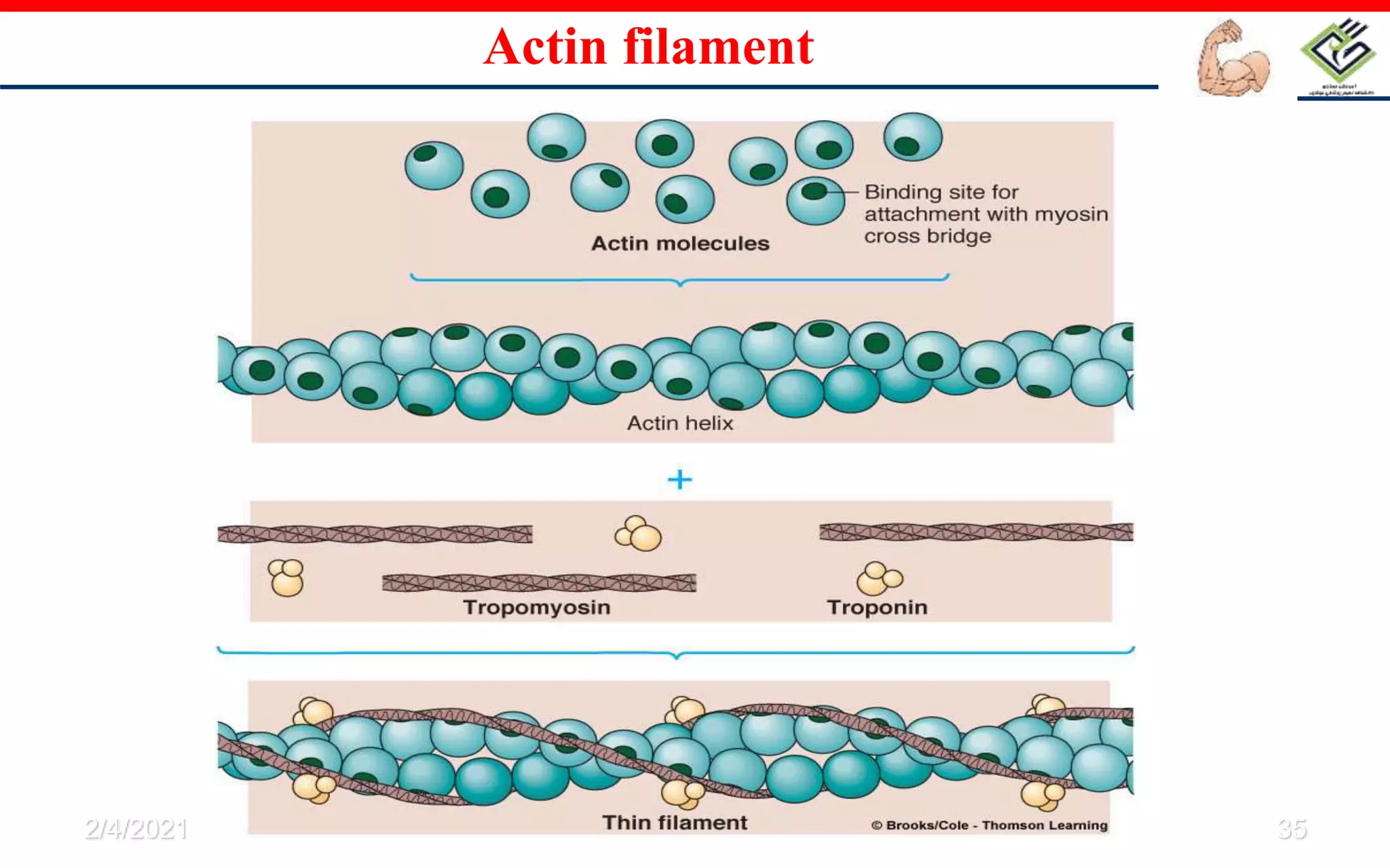 Muscle physiology skeletal muscle | PPTX