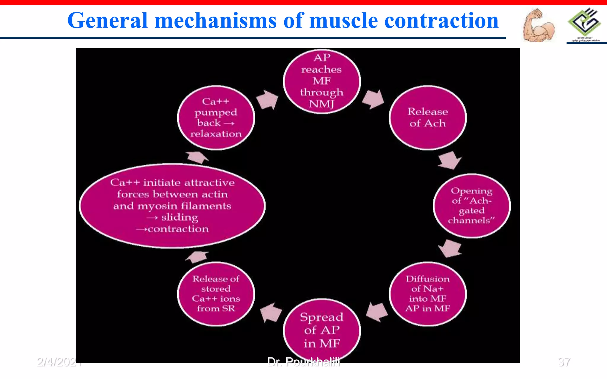 Muscle physiology skeletal muscle | PPT