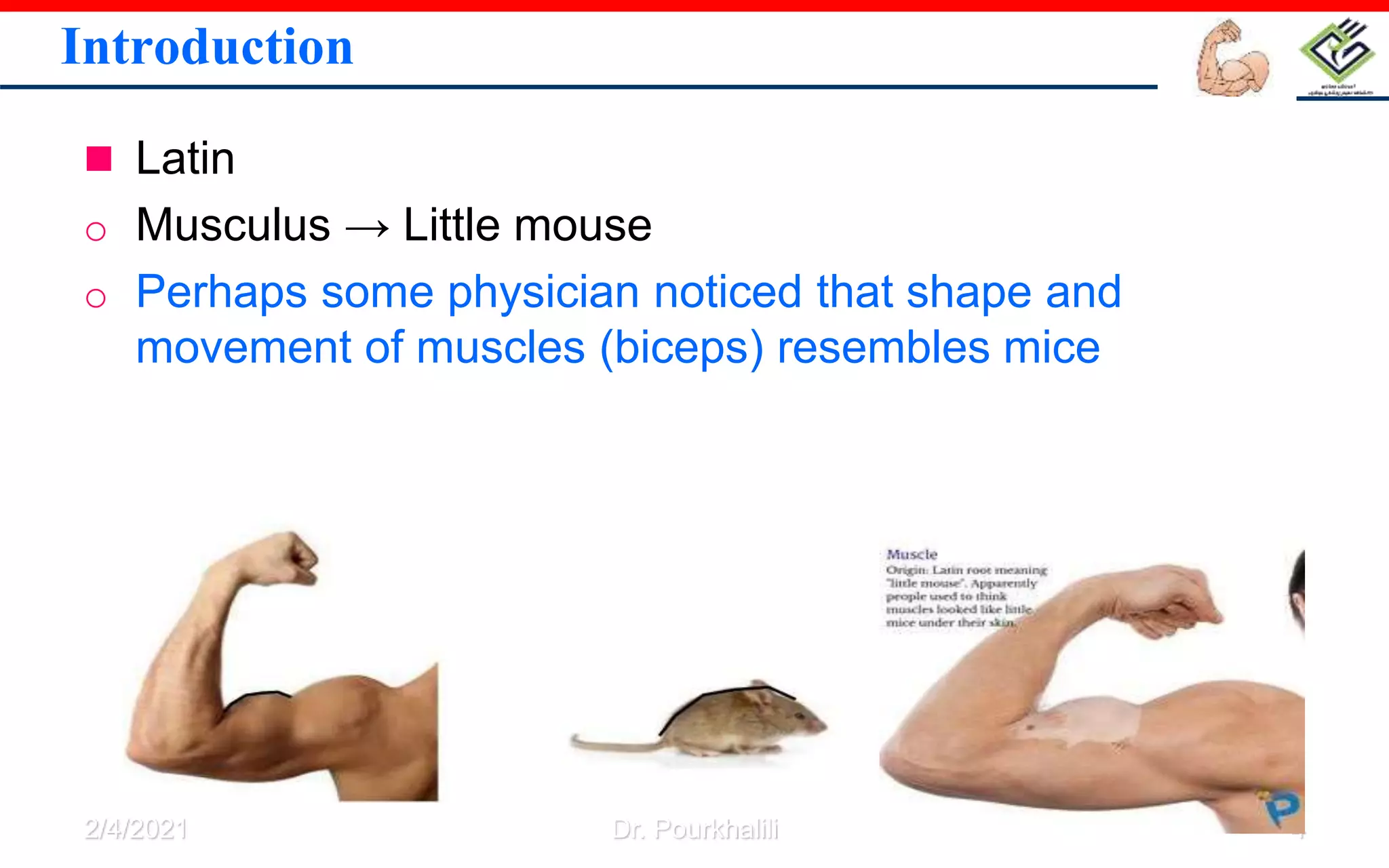 Muscle physiology skeletal muscle | PPTX