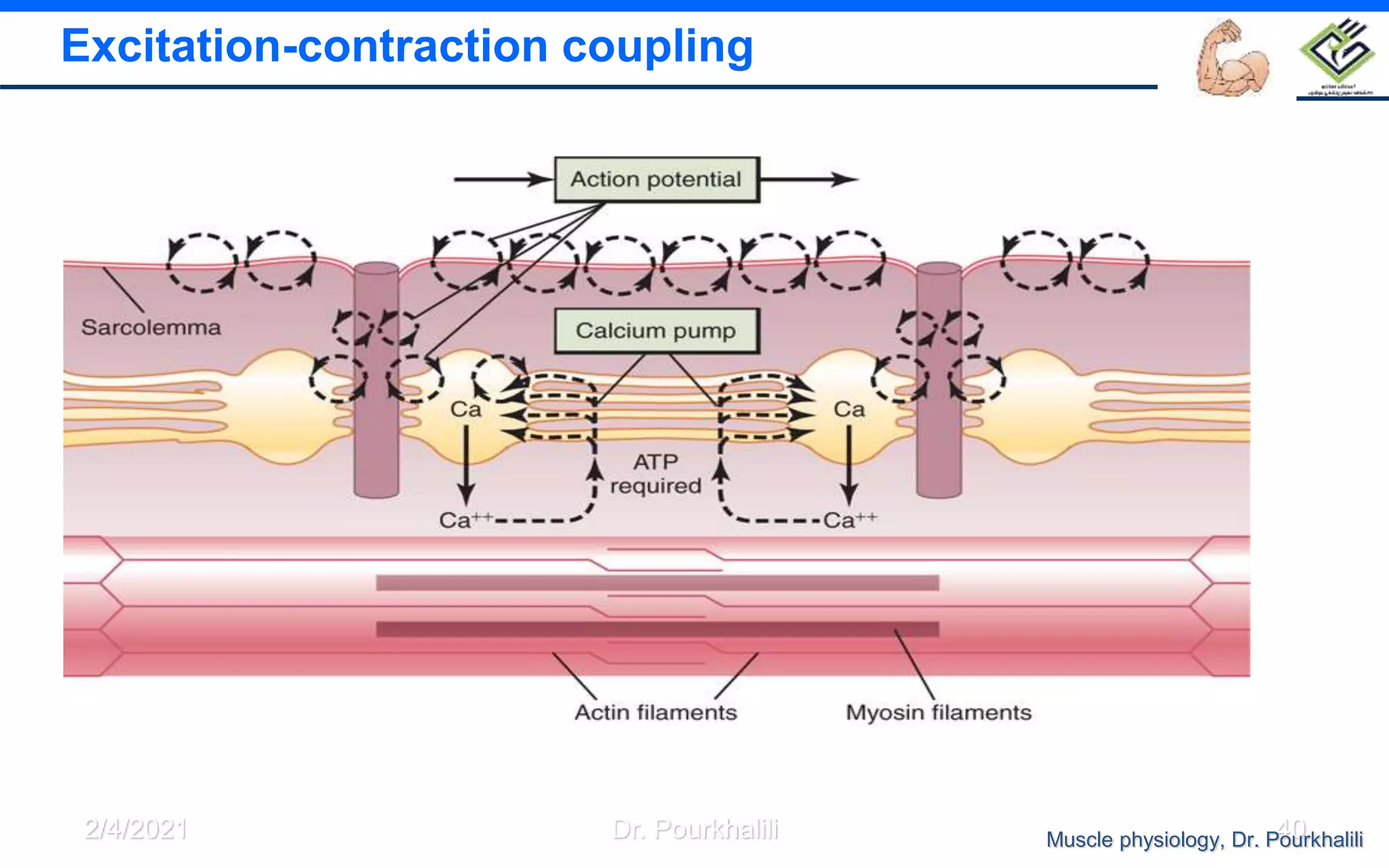 Muscle physiology skeletal muscle | PPTX