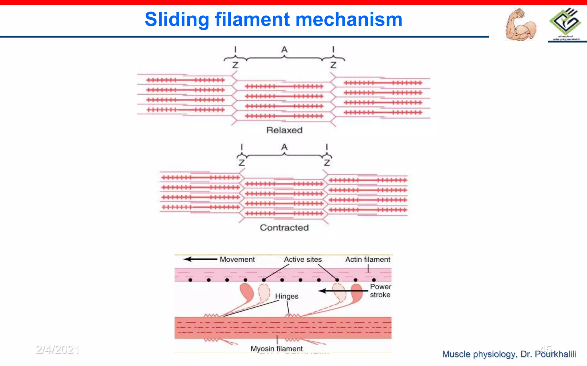 Muscle physiology skeletal muscle | PPT