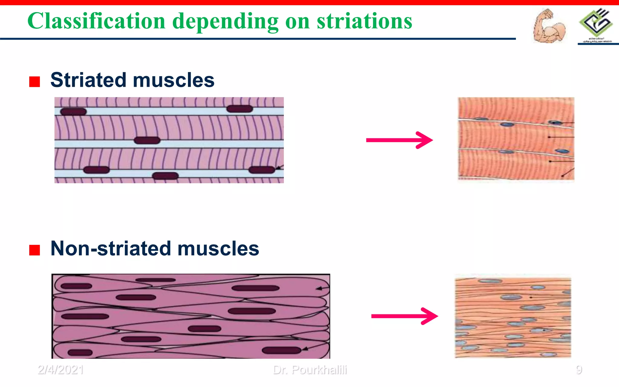 Muscle physiology skeletal muscle | PPT