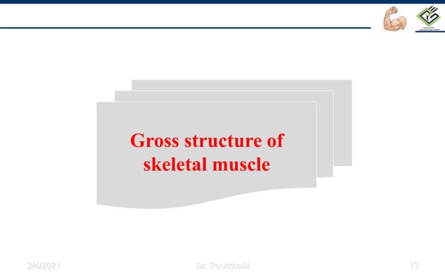 Muscle physiology skeletal muscle | PPT