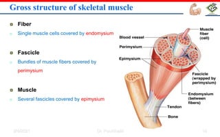 Muscle physiology skeletal muscle | PPTX