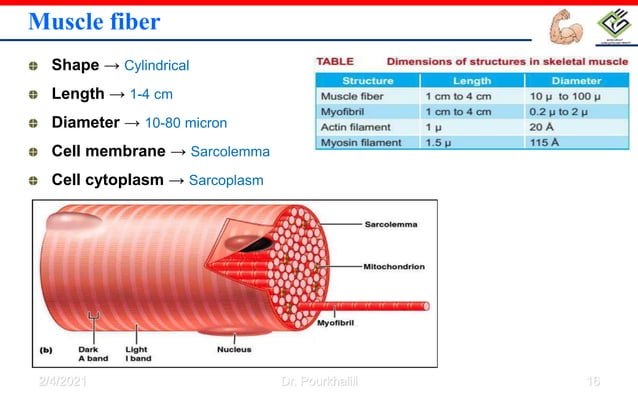 Muscle physiology skeletal muscle | PPT