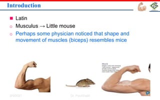Muscle physiology skeletal muscle | PPT