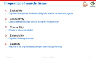 Muscle physiology skeletal muscle | PPTX