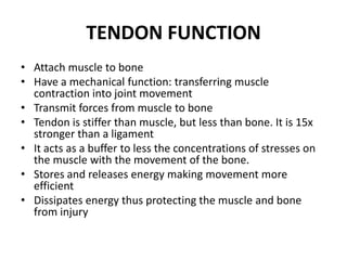 Muscle physiology (1) | PPTX
