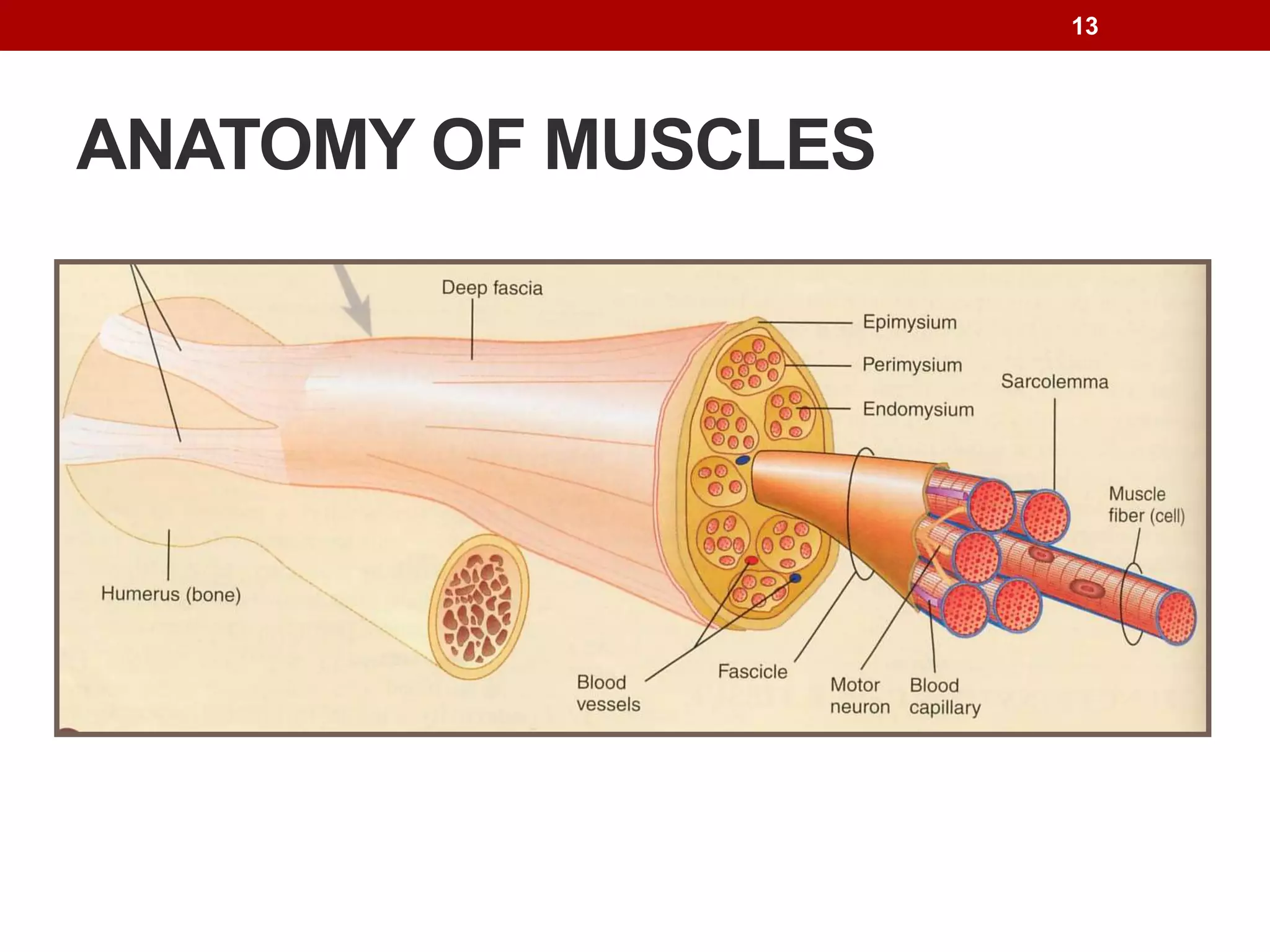 Muscle physiology and muscles of facial expressions & mastication | PPTX