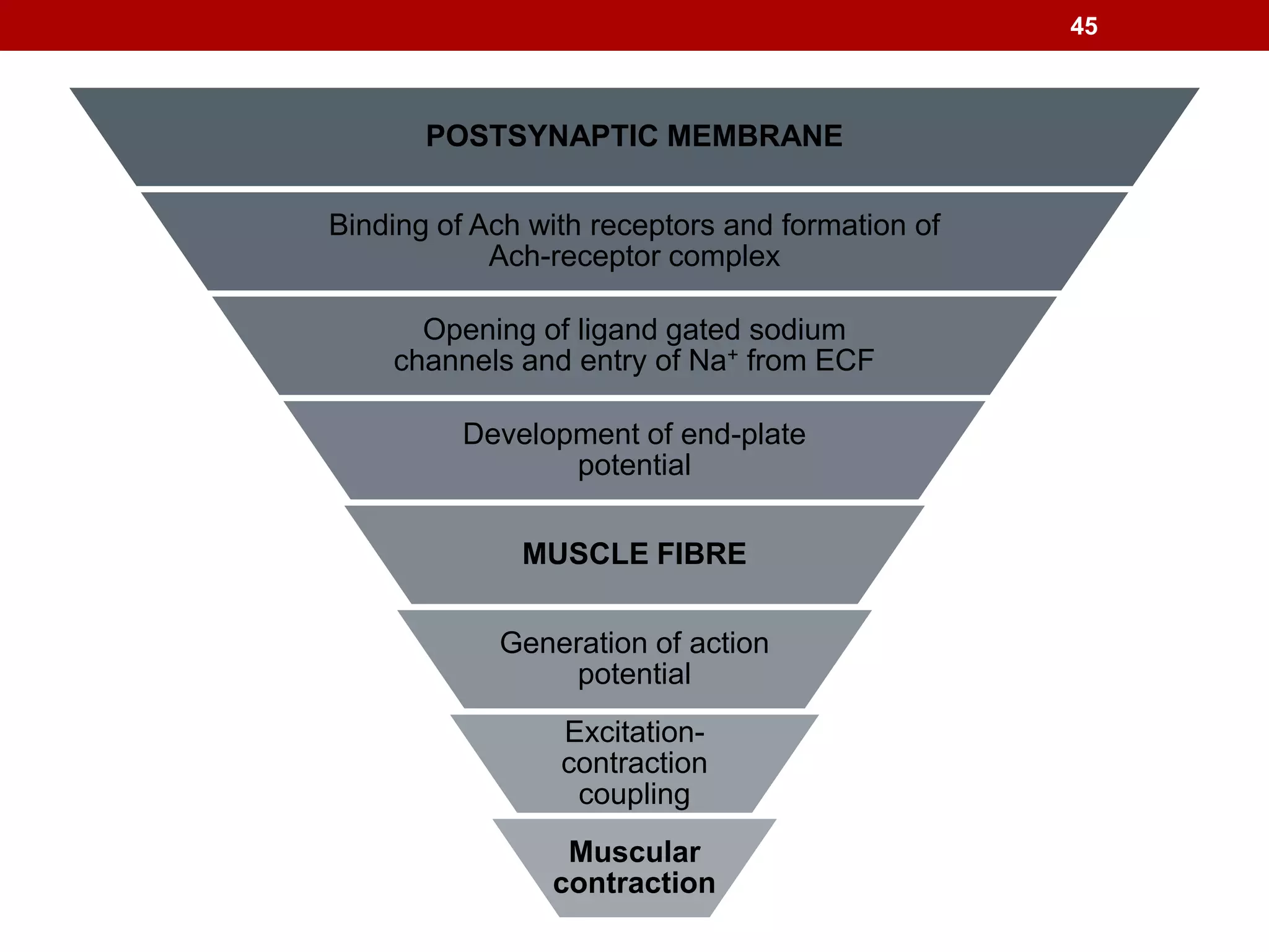 Muscle physiology and muscles of facial expressions & mastication | PPTX