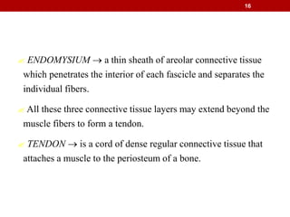 Muscle physiology and muscles of facial expressions & mastication | PPTX