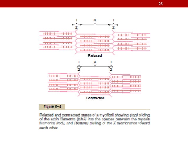 Muscle physiology and muscles of facial expressions & mastication | PPTX