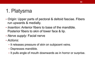 Muscle physiology and muscles of facial expressions & mastication | PPTX