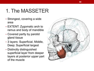 Muscle physiology and muscles of facial expressions & mastication | PPTX