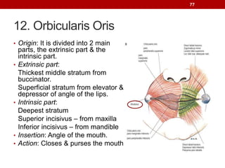 Orbicularis Oculi Origin And Insertion