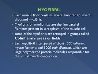 muscle physiology muscle proteins and mechanisms | PPTX