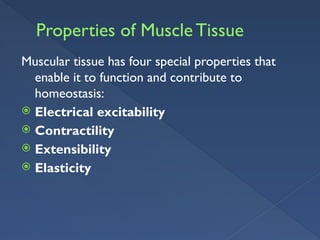 muscle physiology muscle proteins and mechanisms | PPTX