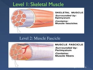 muscle physiology muscle proteins and mechanisms | PPTX