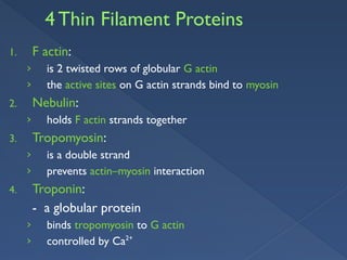 muscle physiology muscle proteins and mechanisms | PPTX