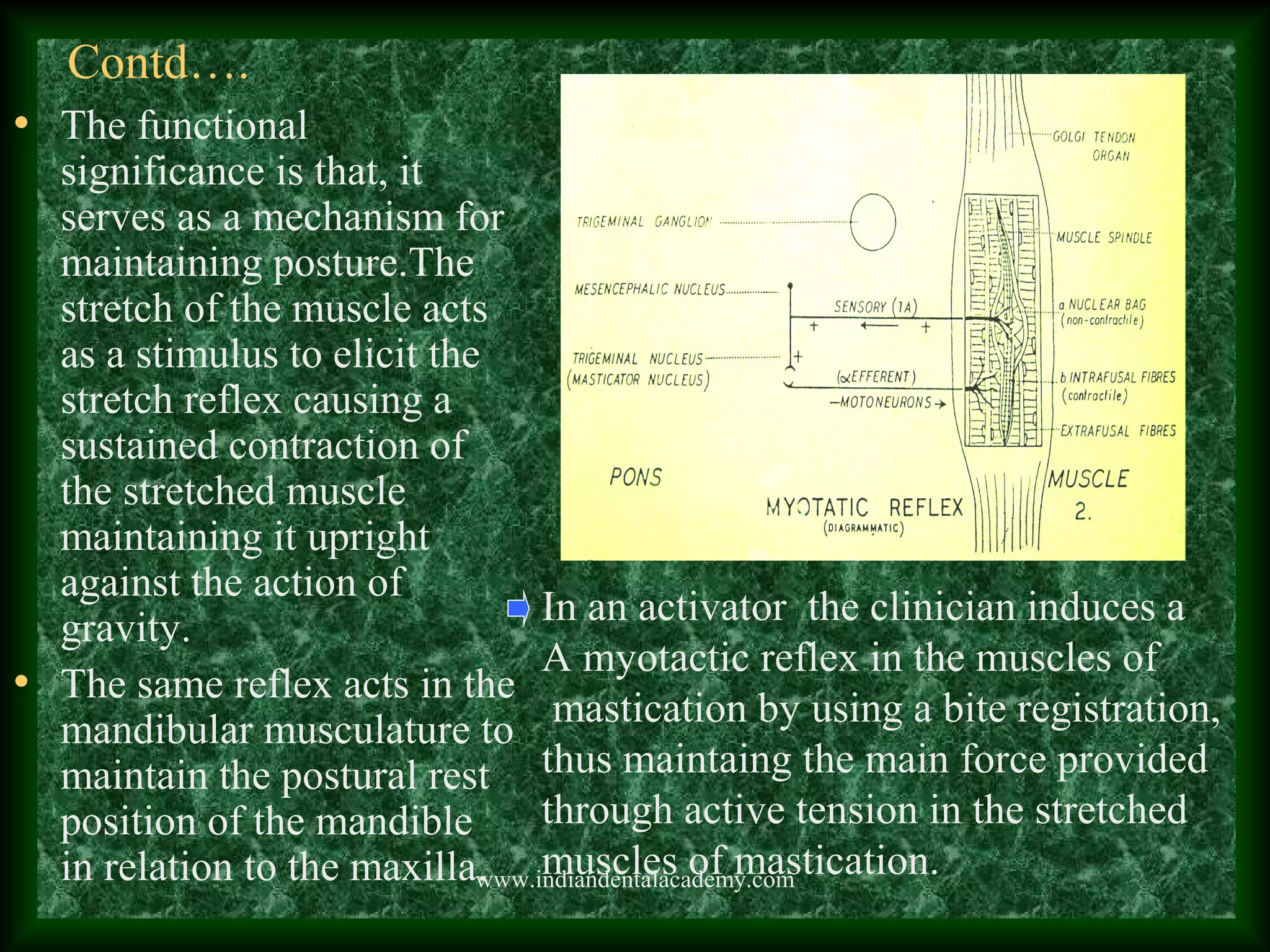 Muscle physiology in orthodontics | PPT