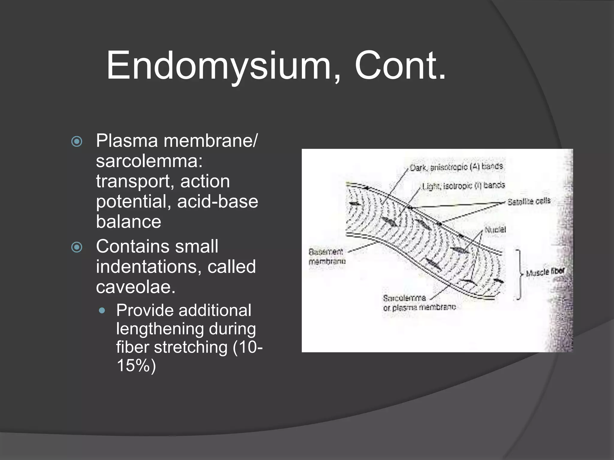Muscle Physiology Primer | PPTX