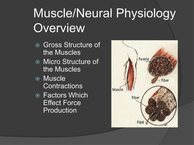 Muscle Physiology Primer | PPTX