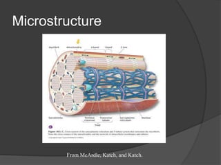 Muscle Physiology Primer | PPT