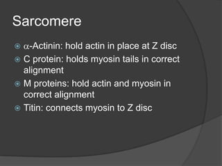 Muscle Physiology Primer | PPT