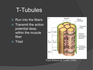 Muscle Physiology Primer | PPT