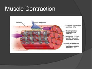 Muscle Physiology Primer | PPT