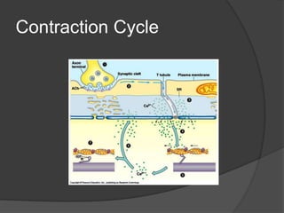 Muscle Physiology Primer | PPT