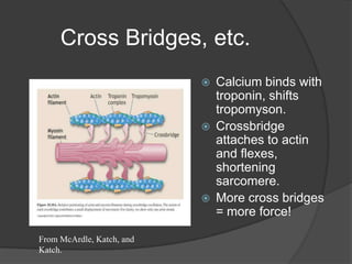 Muscle Physiology Primer | PPT