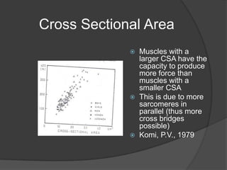 Muscle Physiology Primer | PPT