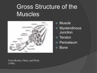 Muscle Physiology Primer | PPT